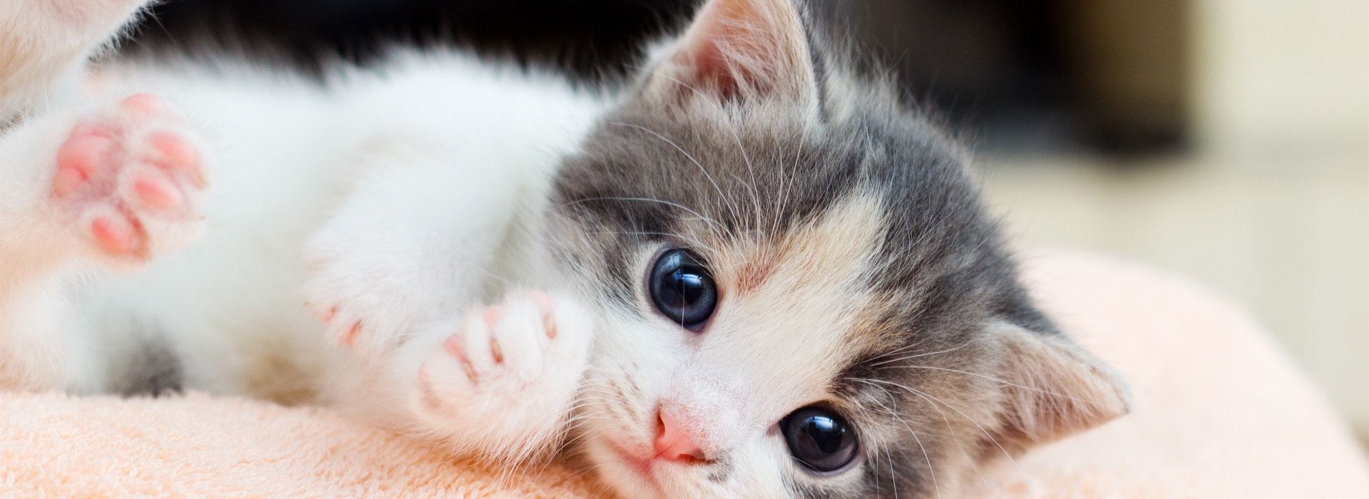 Como cuidar de um gato filhote? Confira! | WHISKAS®